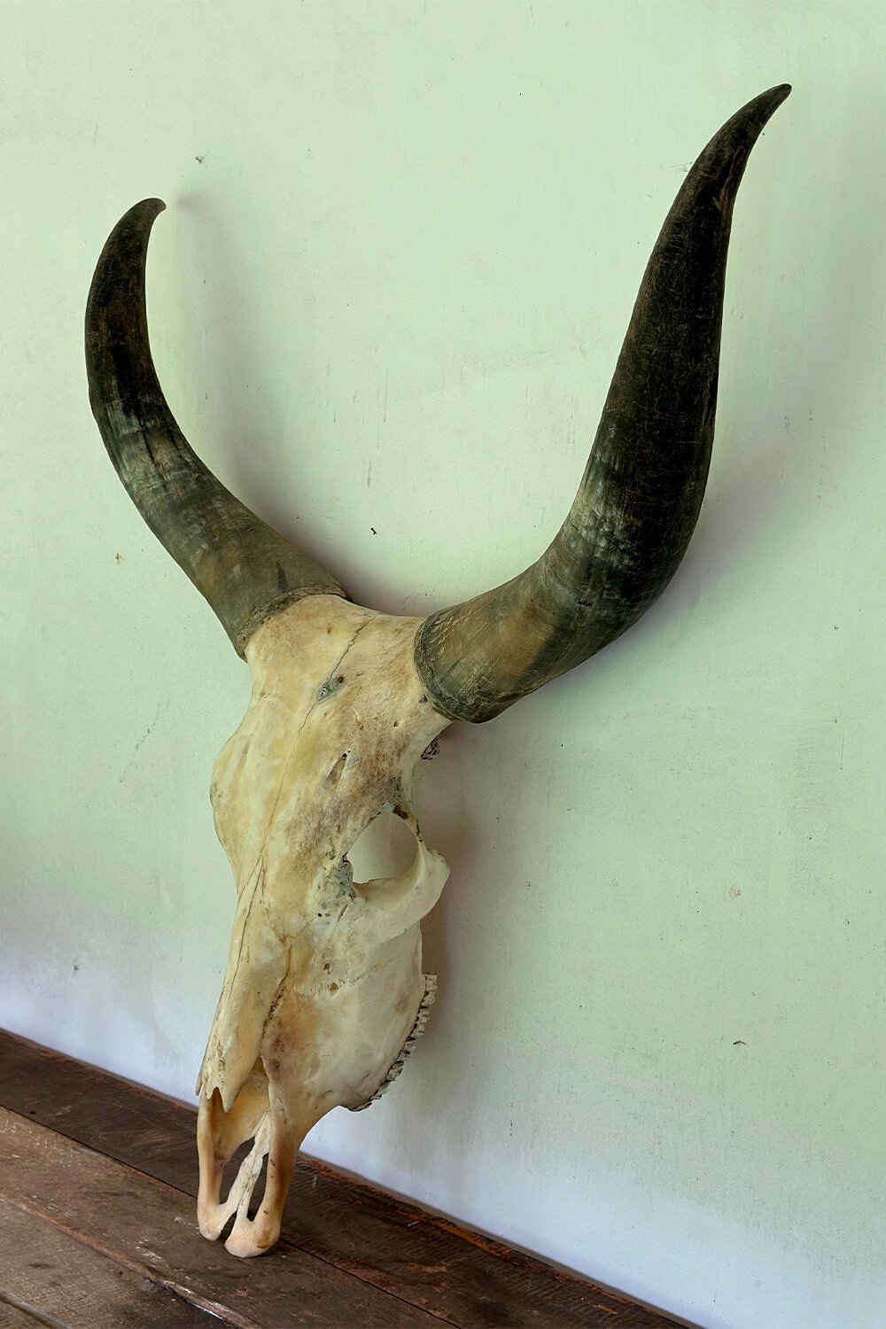 Cráneos de Toro – Old Western